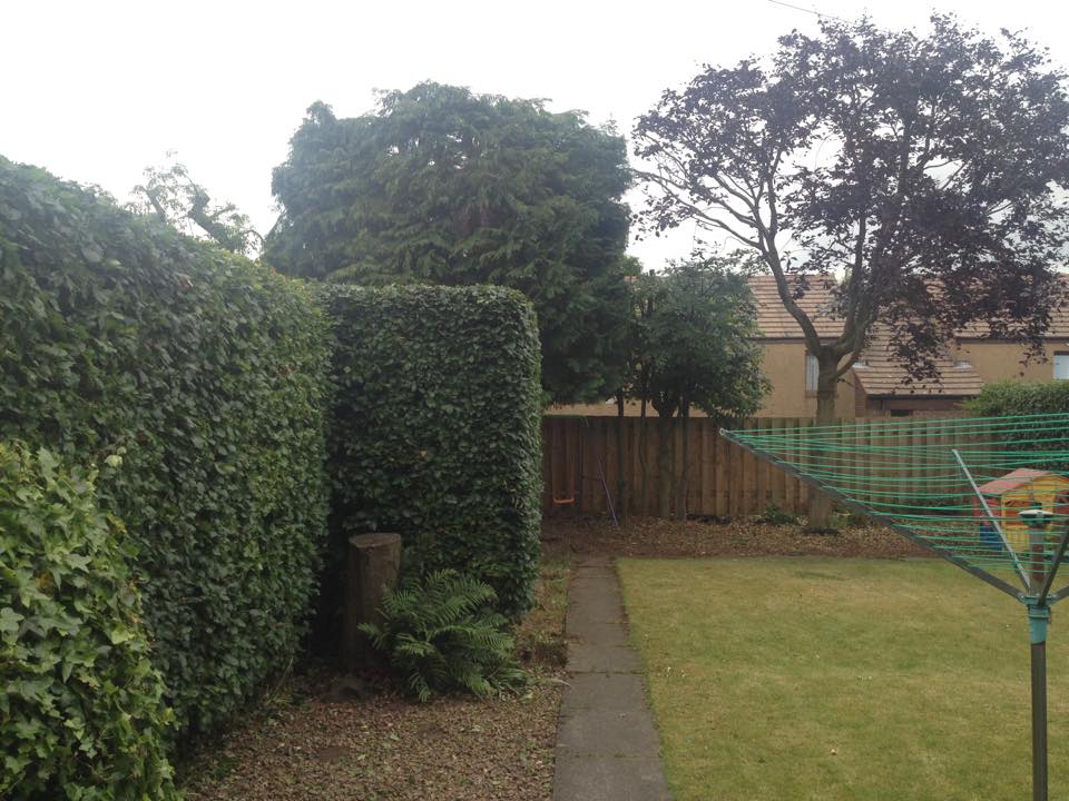 Tree Surgery, Edinburgh, Scottish Borders, Tree Removal, Hedge Cutting ...